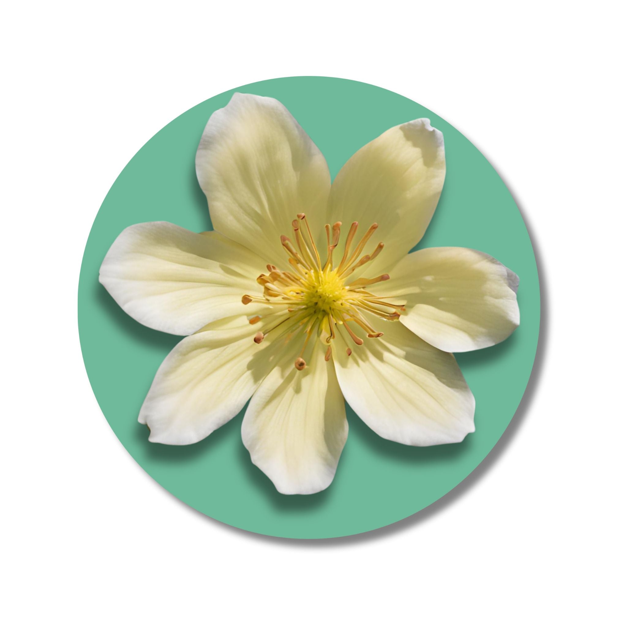 Fresh Musk Solid Fragrance Pod - 2g - perfume refill | ēma fragrance ...