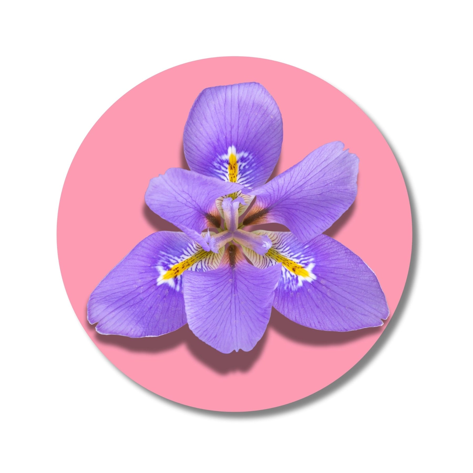 Iris - Solid Fragrance Pod - 2g - perfume refill | ēma fragrance – Ema ...